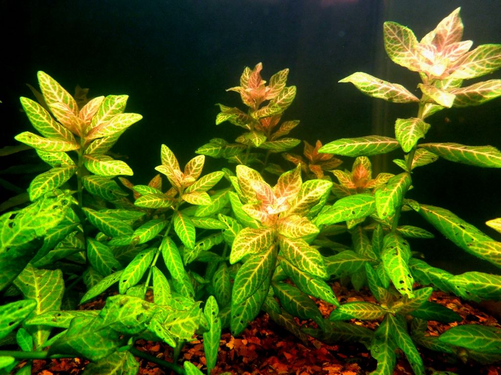 Zeytin Bitkisi (Hygrophila Polysperma 'Ceylon) - BitkiBalik.Com - Bakımı