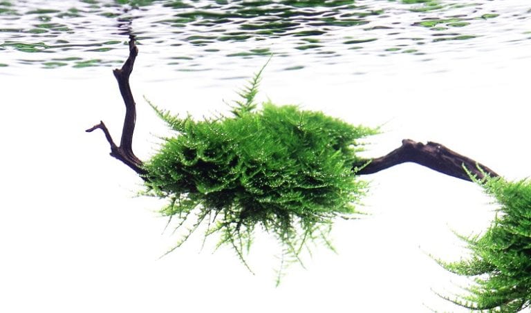 Christmas Moss (Vesicularia montagnei) - BitkiBalik.Com - Özellikleri