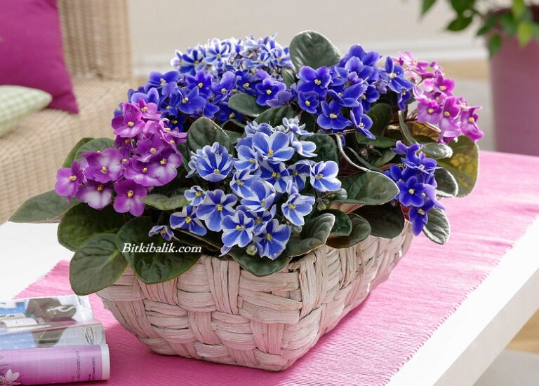 Menekşe Çiçeği Bakımı Hakkında Herşey - BitkiBalik.Com