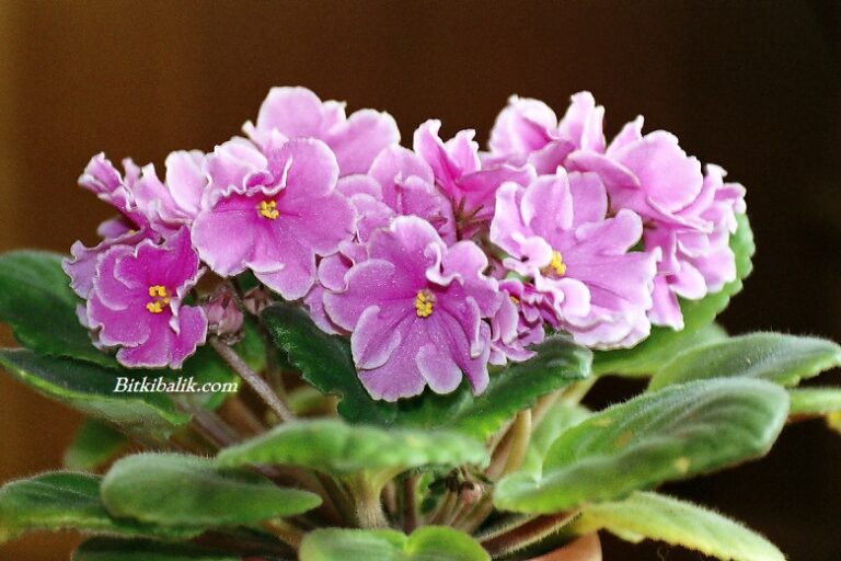 Menekşe Çiçeği Bakımı Hakkında Herşey - BitkiBalik.Com