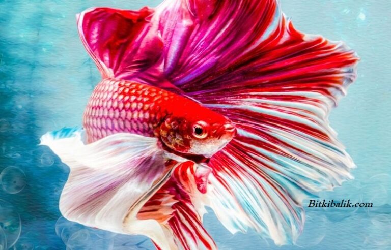 Beta Balığı Nasıl Mutlu Olur? - BitkiBalik.Com - Püf Noktaları