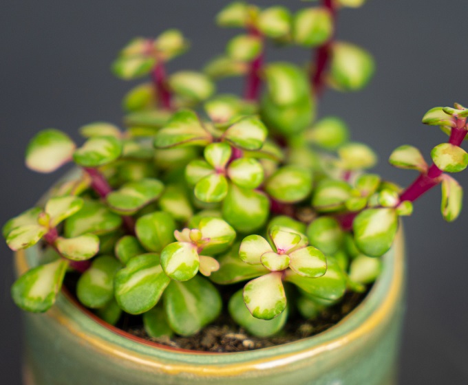 Afra Çiçeği: Faydaları, Yetiştirilmesi ve Bakımı - BitkiBalik.Com